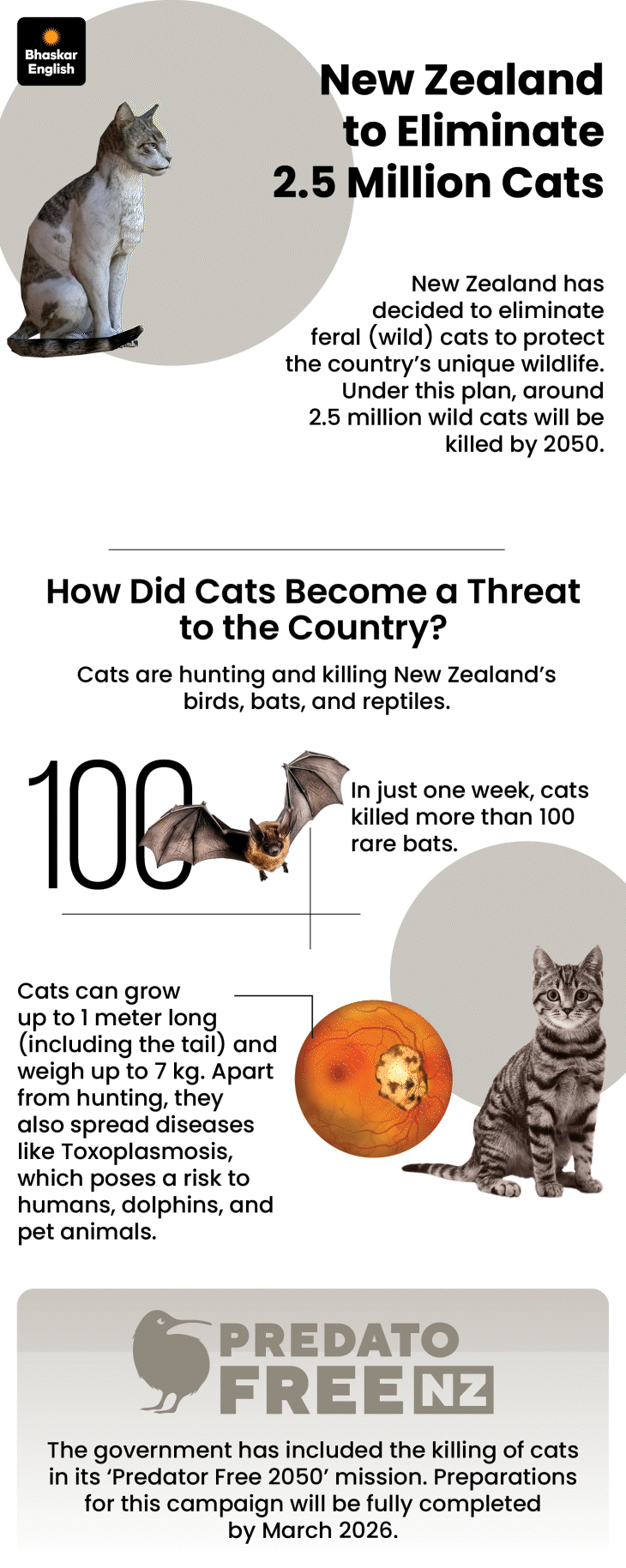 New Zealand to kill 2.5 million cats People are making diamonds from ...