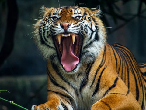 tiger census begins across the country str changes safari timing to 7 ...