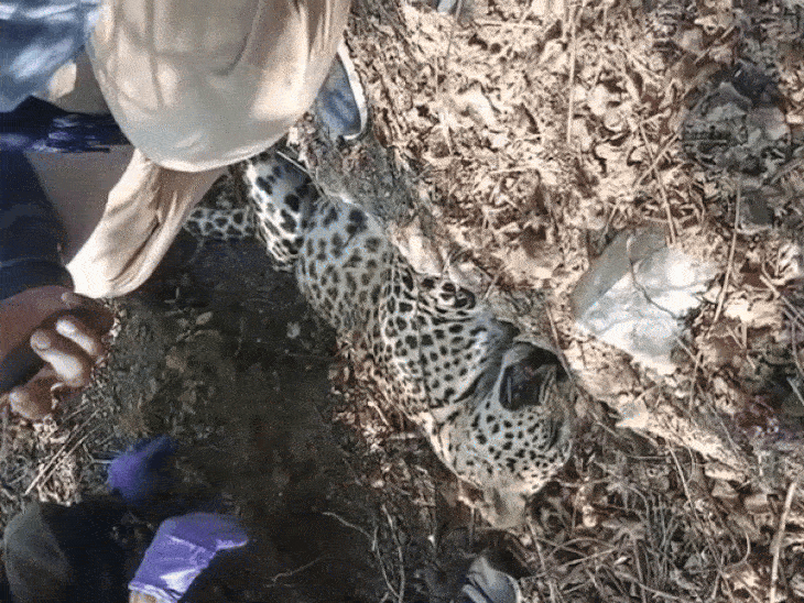 Forest teams suspect statewide poaching network in leopard killing