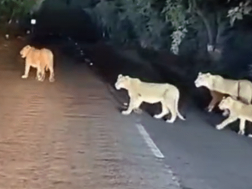Wild lions spotted roaming Gir-Gadhada forest roads at night 2 ...