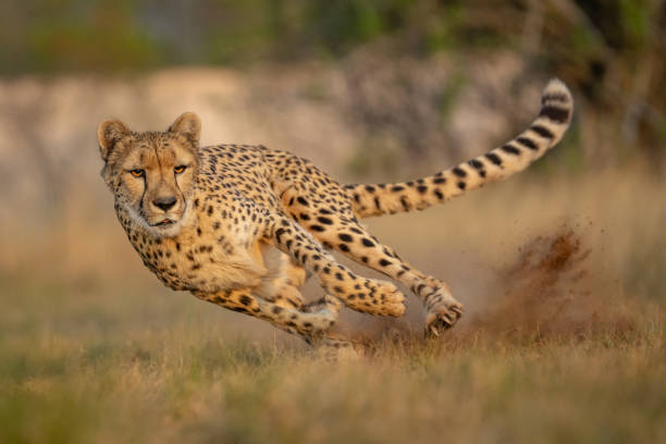 sheopur becomes cheetah capital as two female cheetahs pregnant again ...
