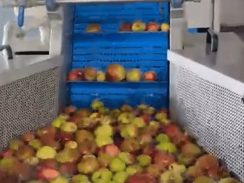 Surat engineer turns apple waste into affordable vegan leather New ...