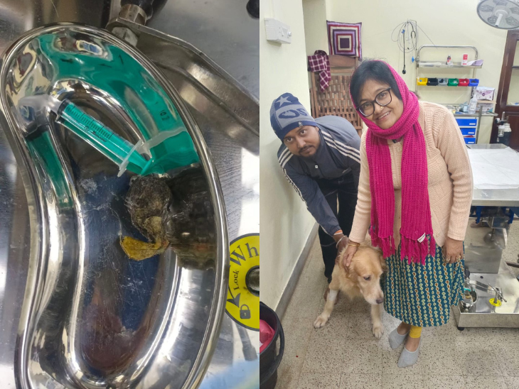 Golden Retriever Survives Safety Pin Endoscopic Removal West Bengal Pet ...