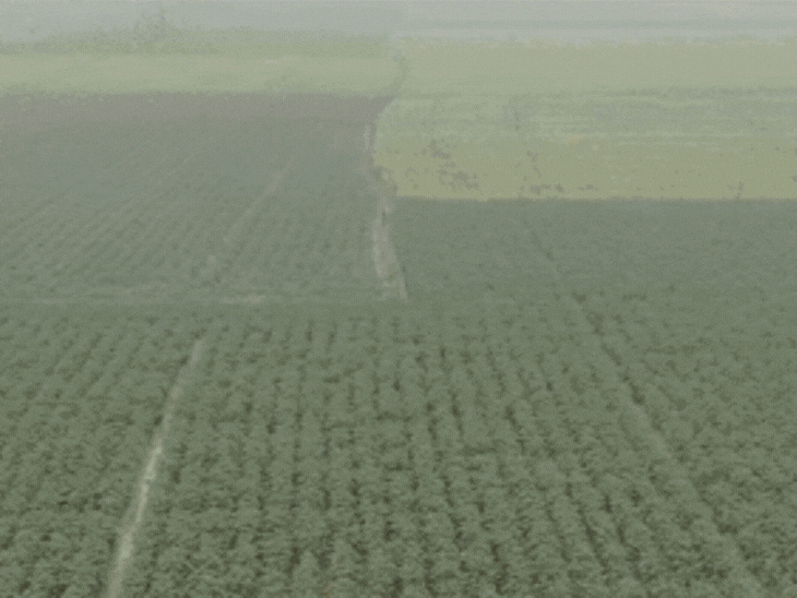 Vegetable crops under threat due to severe cold in UP: Further dip in temperature may damage ...