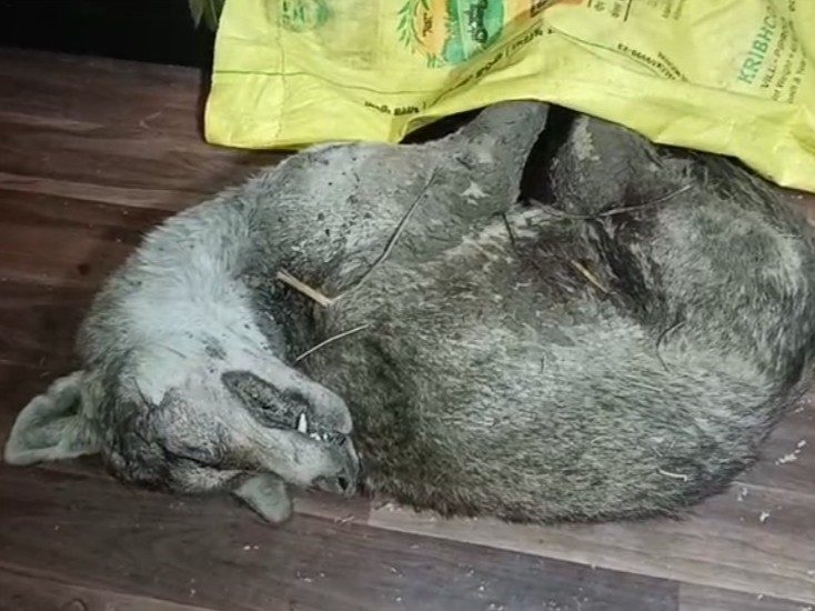 9th wolf shot dead in Bahraich forest range: Animal sighted near ...