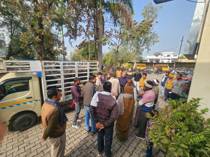 Buffalo ownership row reaches police station in Rajasthan Cops struggle ...