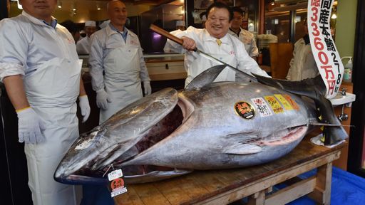 Bluefin Tuna World Expensive Fish | Buyer Tuna King Photos; Japan New ...