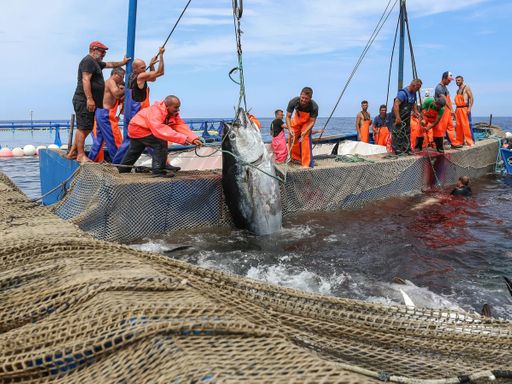 Bluefin Tuna World Expensive Fish | Buyer Tuna King Photos; Japan New ...