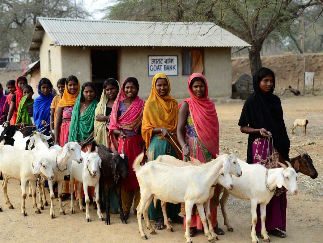 This bank in Maharashtra's Jalgaon gives goats as loan; Goats offspring ...