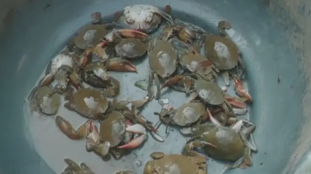 Gujarat Crowds Offer Live Crabs to Lord Shiva for Ear Problems in Surat