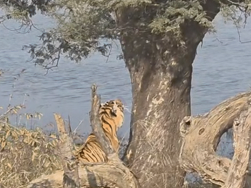Ranthambore Tiger Cub Climbs Tree | Mother Riddhi Watches