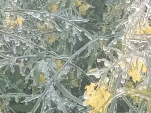 Rajasthan Frost & Cold Wave Alert; Crops Damaged | Weather Change