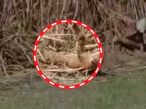 Leopard Escapes in Kushinagar; Injures 4 | Forest Staff Lose Grip