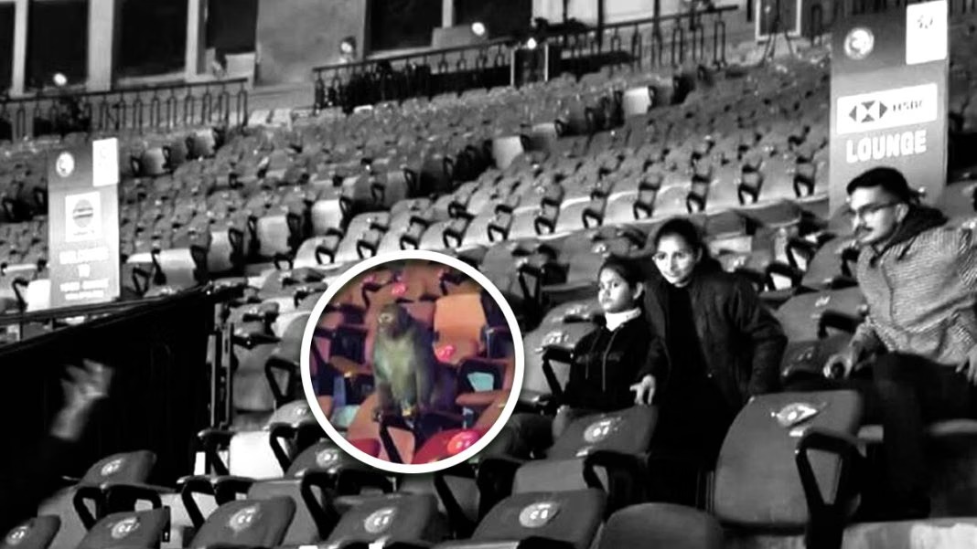 India Open Badminton Controversy: Stray Dogs, Monkeys, Bird Poop ...