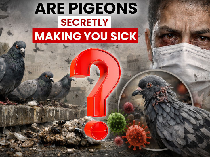 City Birds Cause Lung & Fungal Infections; Doctors Explain Health Risks