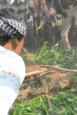 UP Youth Mauled, Nose Severed by Leopard; Villagers Thrash Big Cat