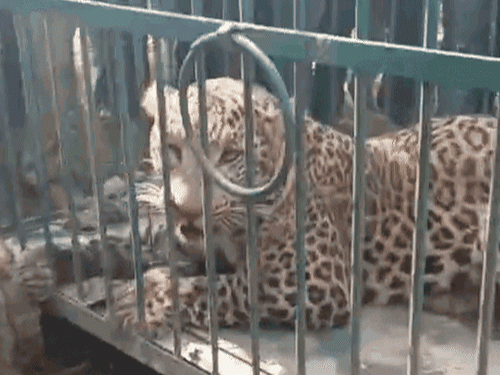 UP Youth Mauled, Nose Severed by Leopard; Villagers Thrash Big Cat