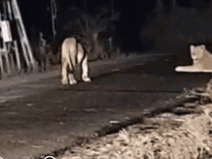 Mota Samadhiyala Livestock Killed; Big Cats Hunted in Bandharda