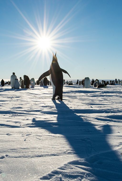 Penguins Viral Death Walk Story | Internet Memes & Trump Trend