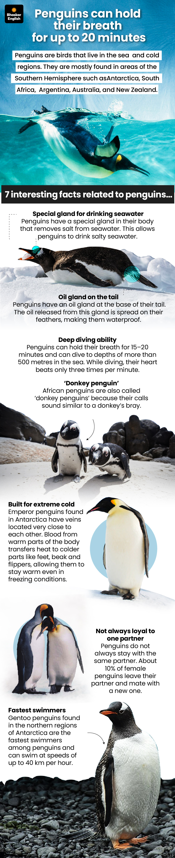 Penguins Viral Death Walk Story | Internet Memes & Trump Trend