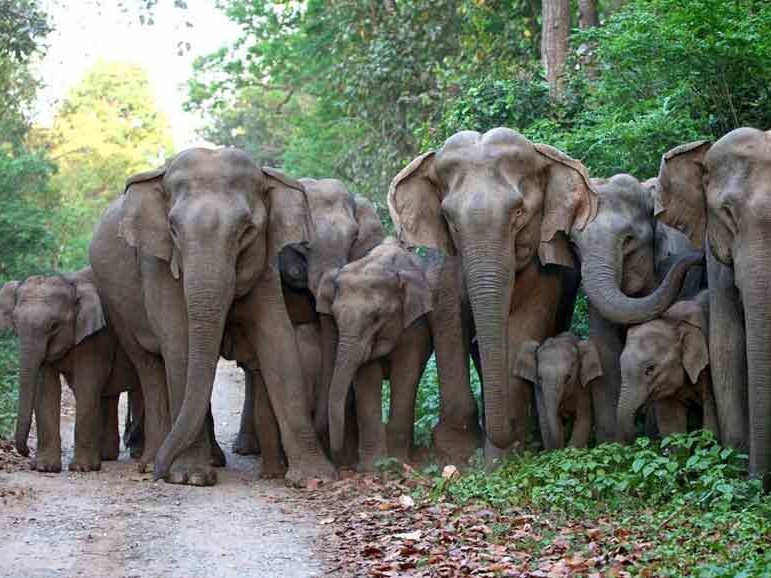 Singrauli Elephant Corridor Conflict | Forest Reports Contradict Mining ...