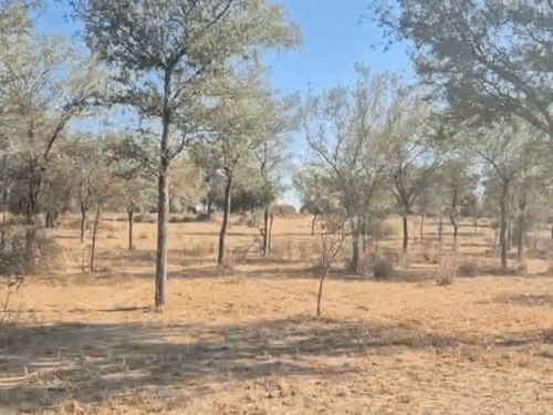 Rajasthan Khejri Forest: Farmer Family Continues Tradition | Bikaner