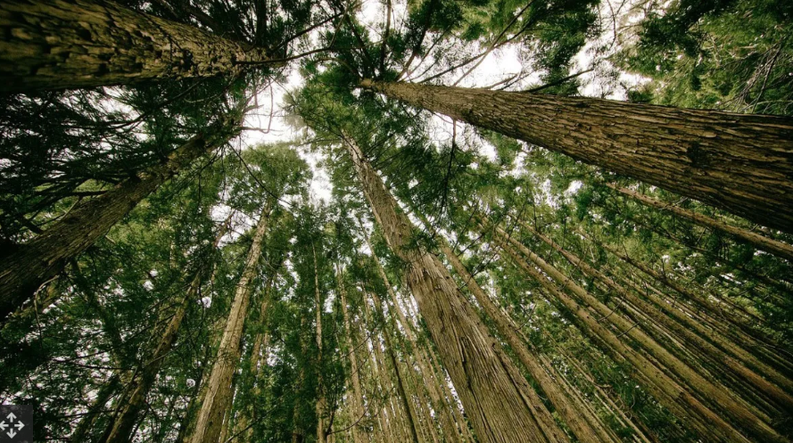 World Earth Day 2026: Origin, Theme & Importance | Celebrate Our Planet