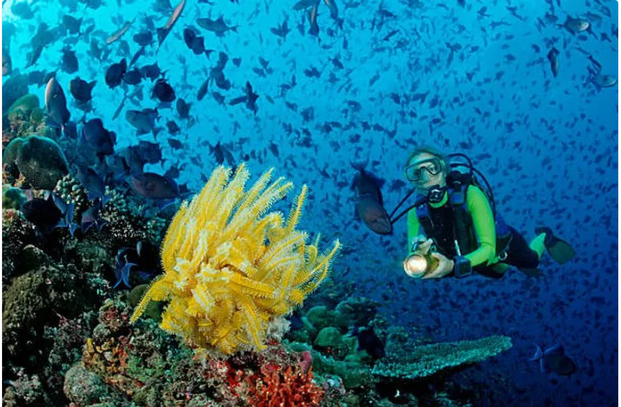 Maldives Diving Accident: Italian Divers Die in Caves | Vaavu Atoll