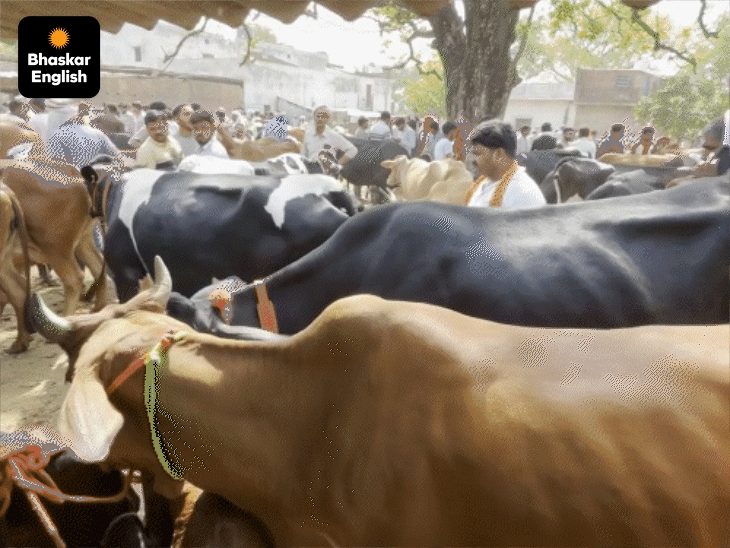 Bengal Cow Sacrifice Ban Sparks Hindu Anger | Purba Medinipur Farmers ...