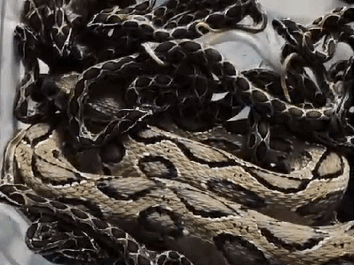 Udaipur Snake Rescue | Tube Well Chamber Discovery | 23 Snakes Found