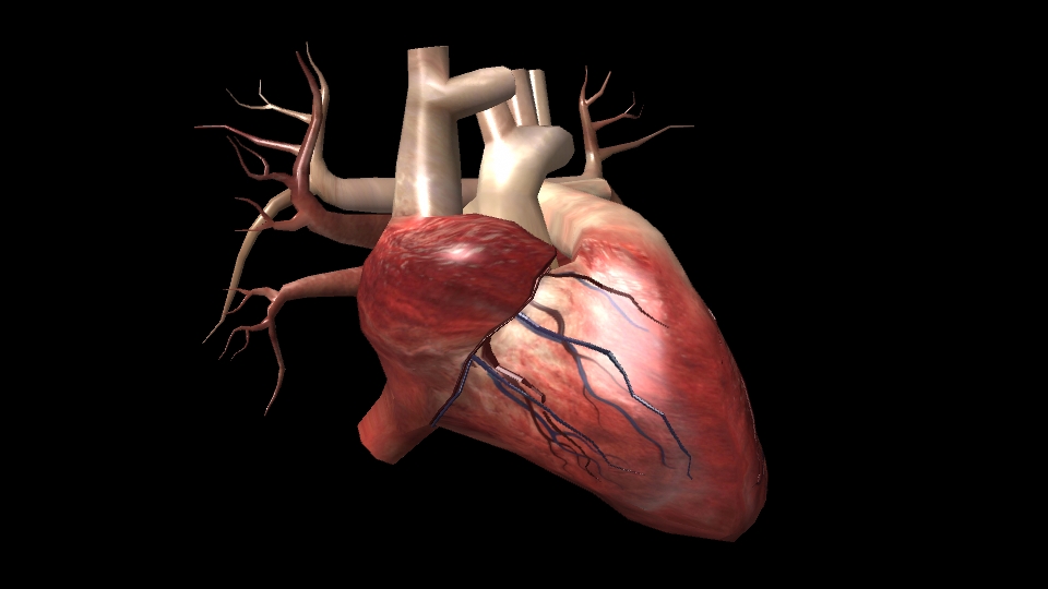 shape and structure of human heart in augmented reality picture | 13 ...