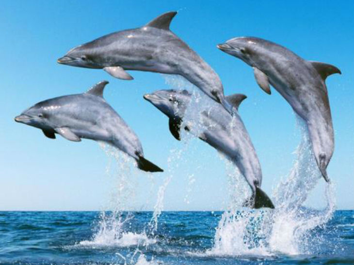 Counting of dolphins from November 18 in river Ganges | चौसा से कटिहार ...