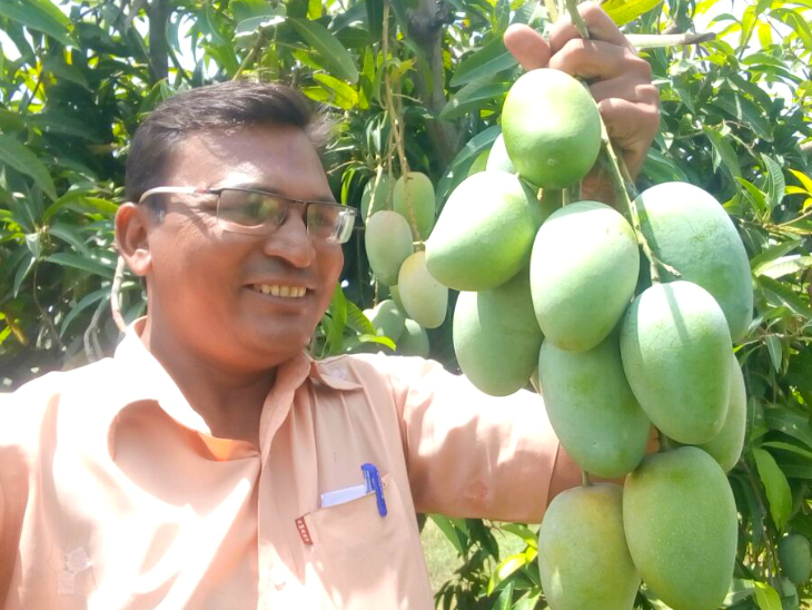 Nasik farmer grows mango by israeli technique and revealed why Israeli ...