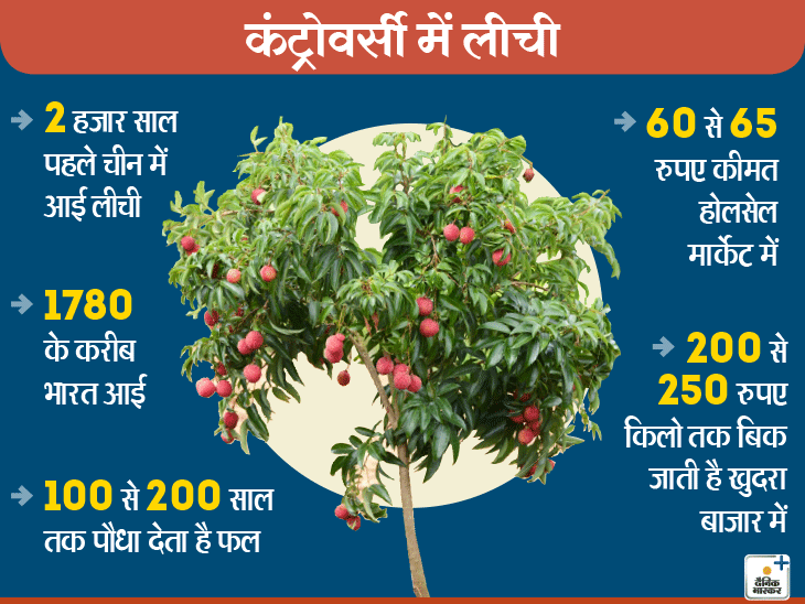 All about lychee in india