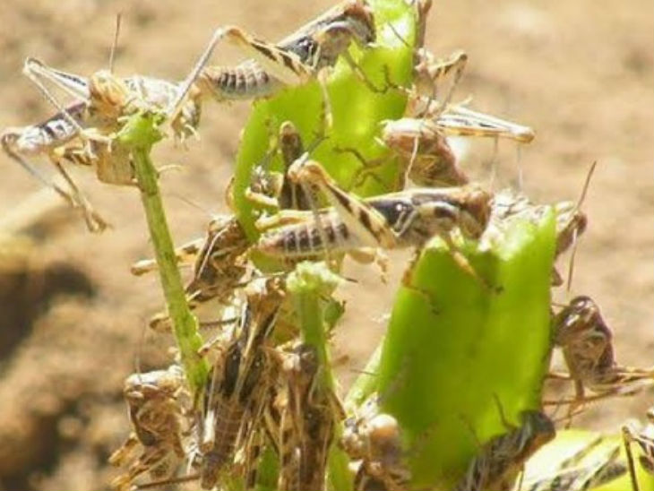 Grasshopper attack in fields in bikaner | टिडि्डयों का 14 साल बाद फिर ...