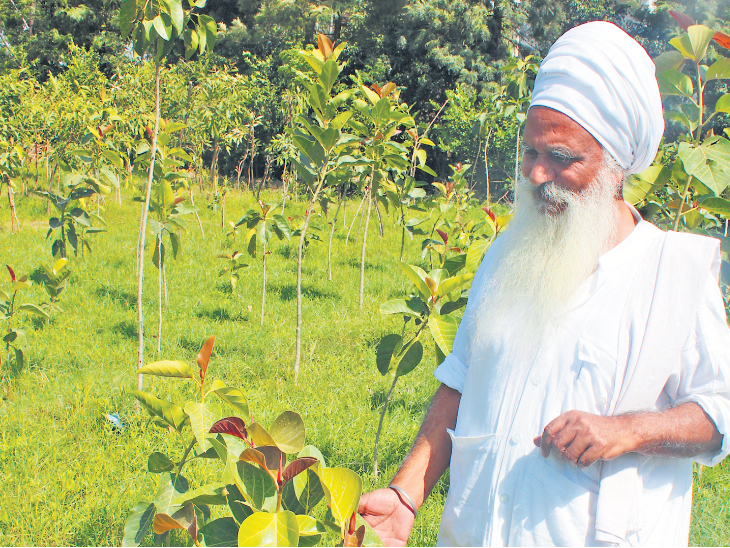 Father of Tree, Baba Seva Singh,4 lakh plants in 450 km area in the 4 ...
