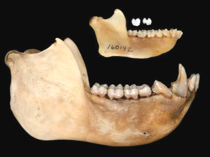 Tiny 42 million year old monkey discovery casts new light on evolution
