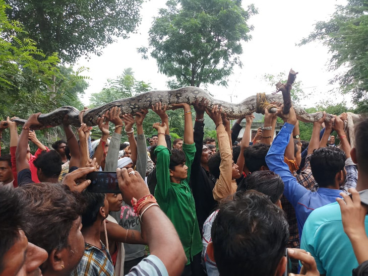 10 feet long python captured in banswara village | 10 फीट लंबा अजगर ...