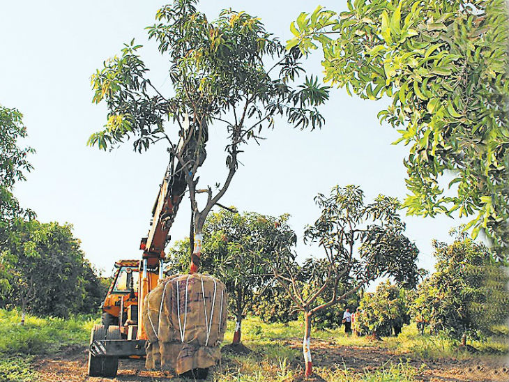 Gujrat: 25 thousand trees coming on the bullet train route will be ...