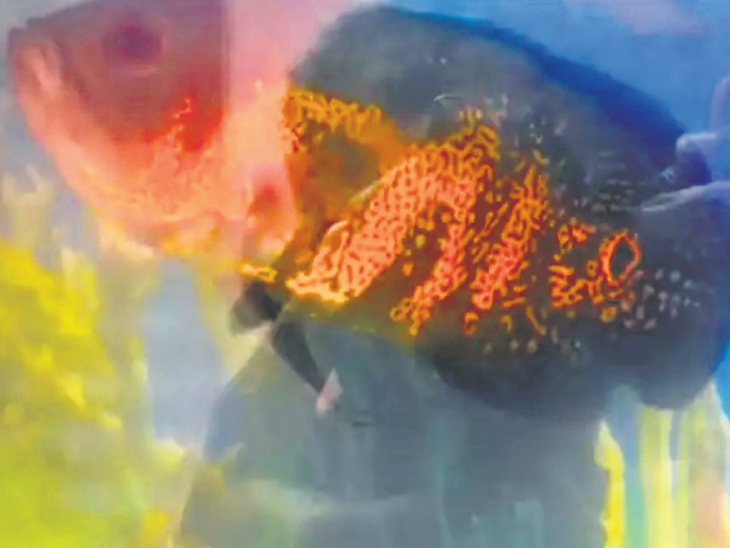 Allah has written on the fish, bid up to five lakh rupees in UP | मछली ...