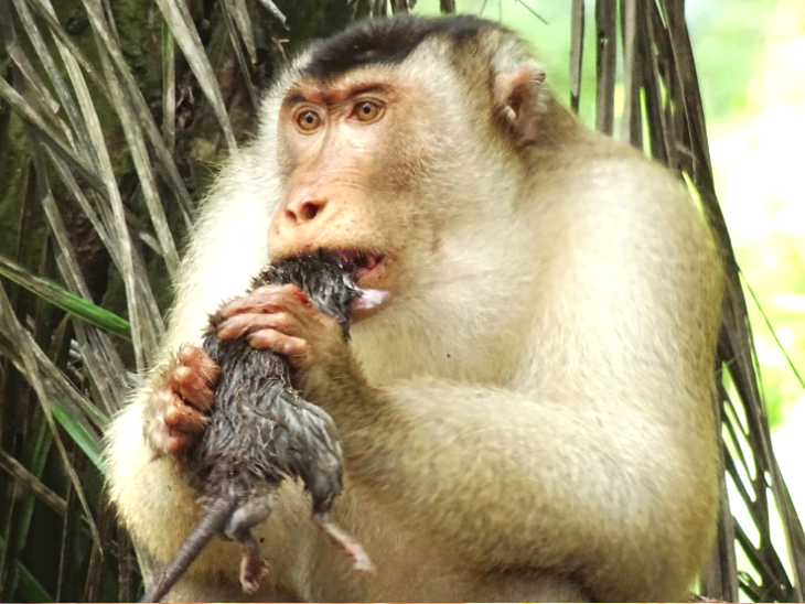 Rat Eating Monkeys Pig tailed macaques Are a Surprisingly Effective ...