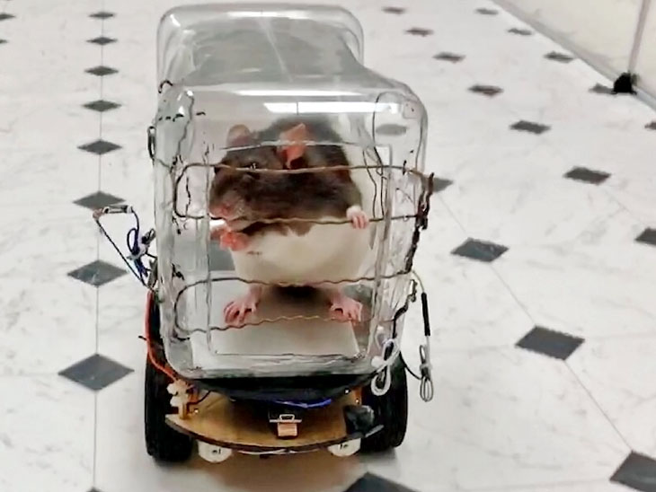 Rats trained to drive tiny cars find it relaxing richmond university ...