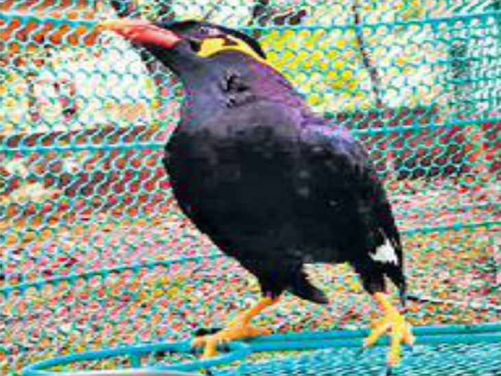 Cage Myna, a state bird, died for 15 years in a cage | पिंजरेे में 15 ...
