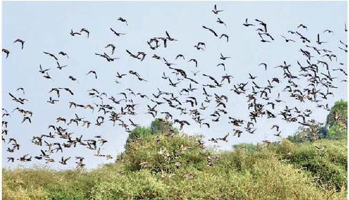 Bharatpur News - rajasthan news enchantment of ancha grass gray leg ...