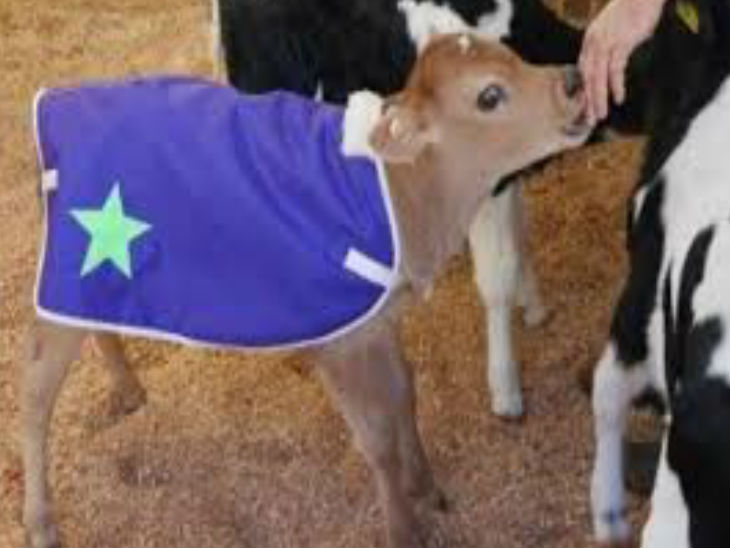 Municipal Corporation has taken steps to protect cow protection | गायों ...