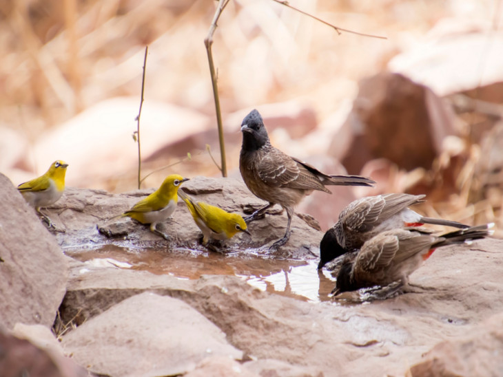 A meeting and discussion on water in Bhimbaithka ... These birds of ...
