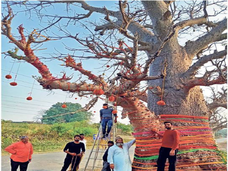 Pranay Nagri decorated for Mandu festival: Khorasani tamarind tree ...