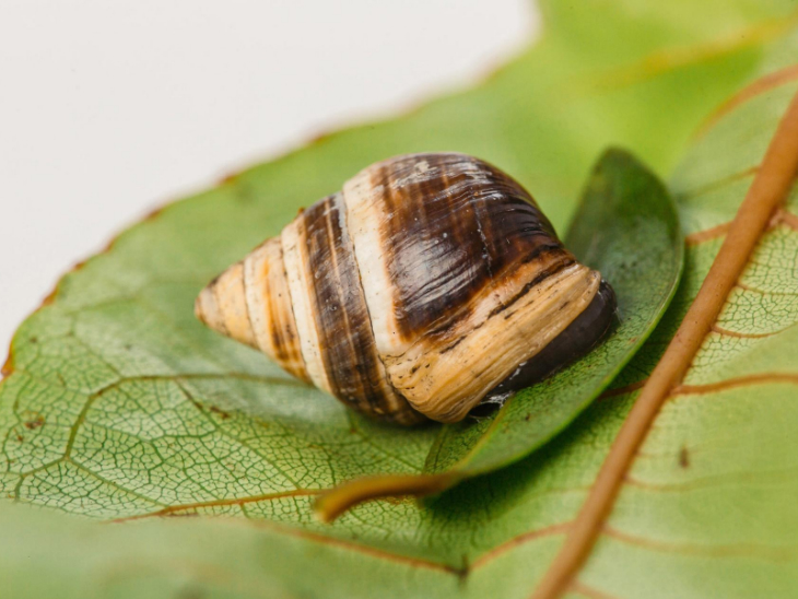 flashback 2019 The world's first mammal rat and the last species of ...