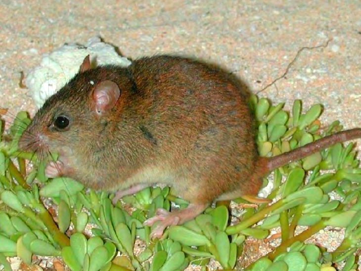 flashback 2019 The world's first mammal rat and the last species of ...