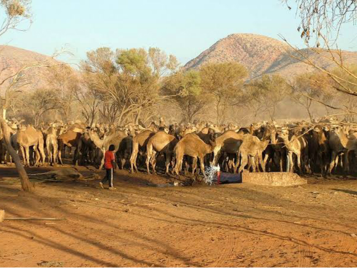 Australia is going to kill 10 thousand camels, because of the ...